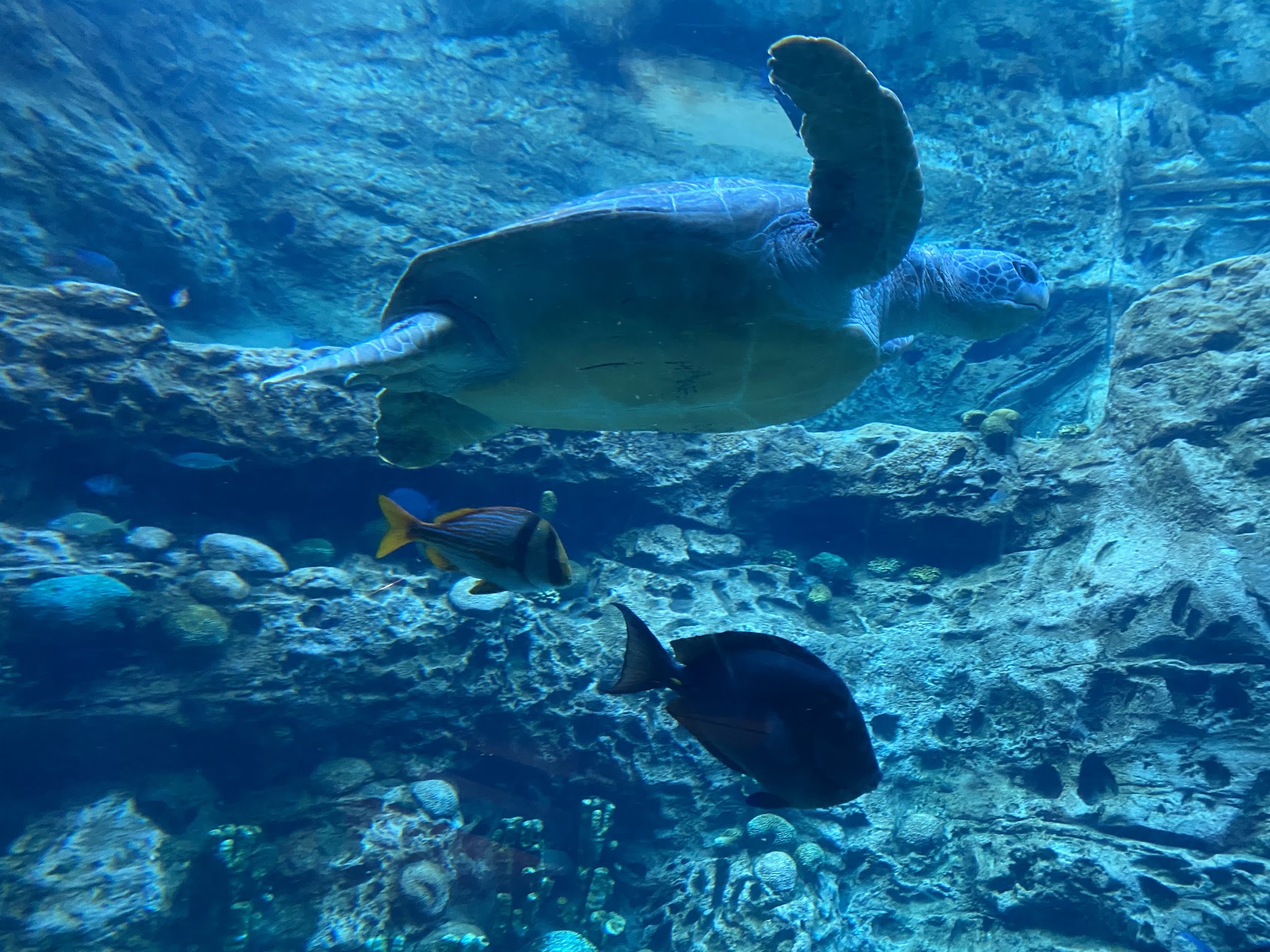 Quarto Academic, PhD – Quarto Academic